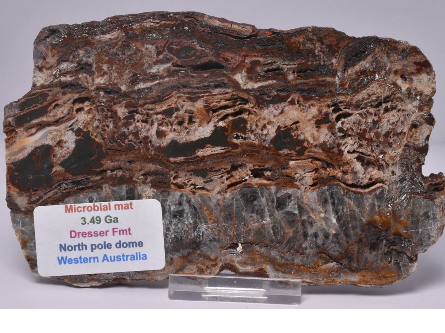 Microbialites: Ancient Architects of Life – Crystal World Exhibition ...