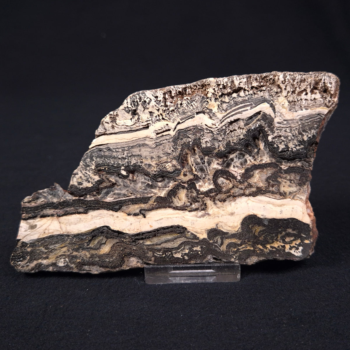STROMATOLITE MICROBIAL MAT, Archean, Dresser Formation, Australia ZDF0 ...