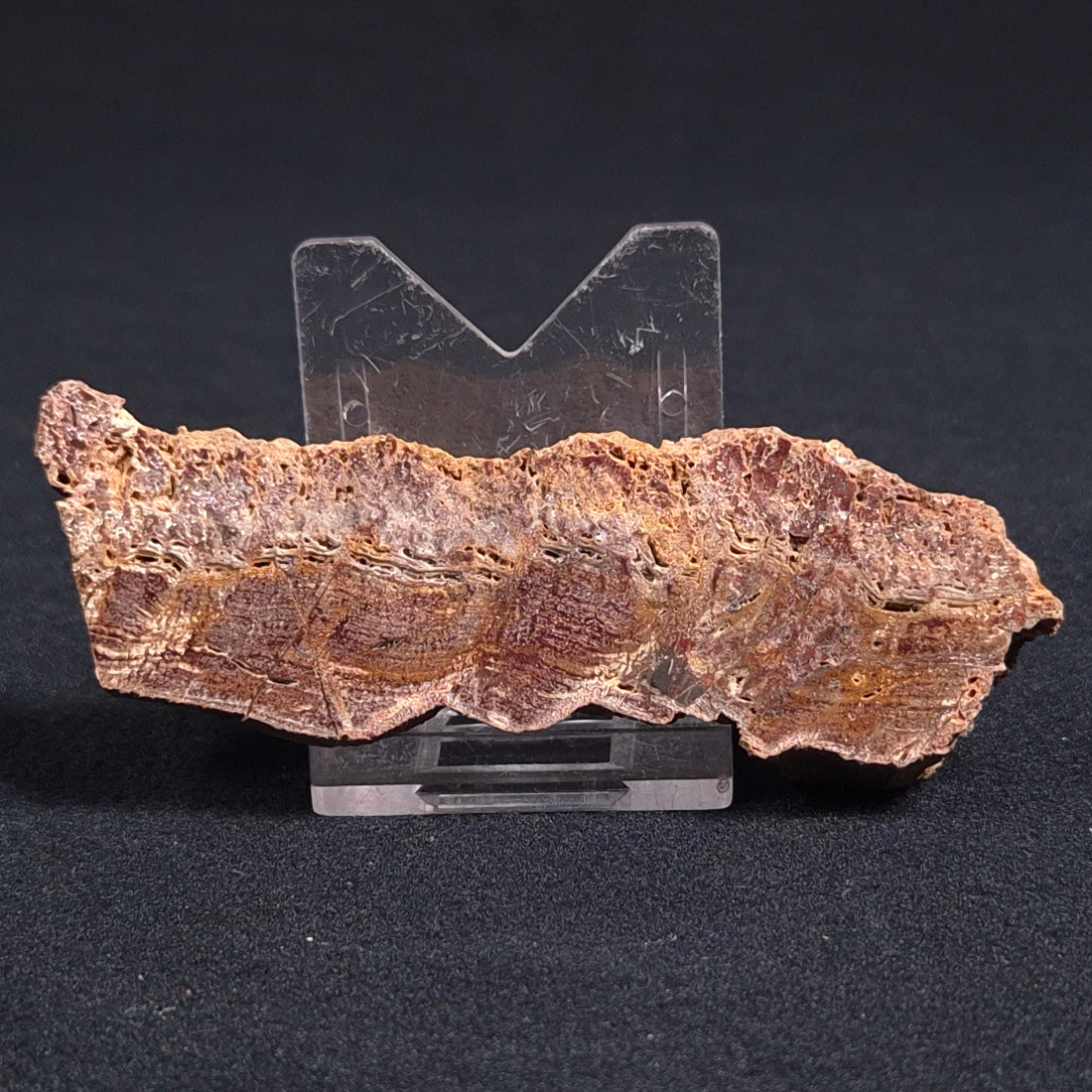 STROMATOLITE MICROBIAL MAT, Archean, Dresser Formation, Australia ZDF0 ...
