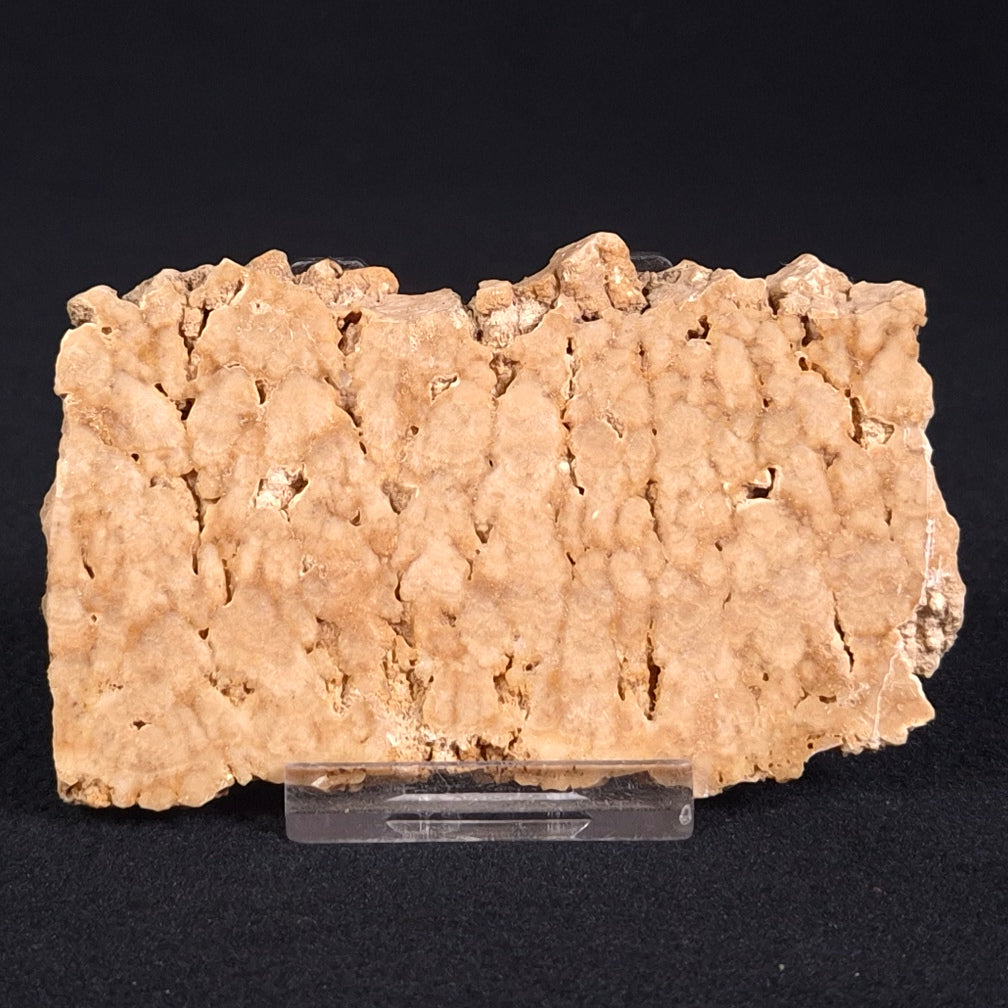 STROMATOPOROID, Devonian, Australia ZSB002 – Crystal World Exhibition ...