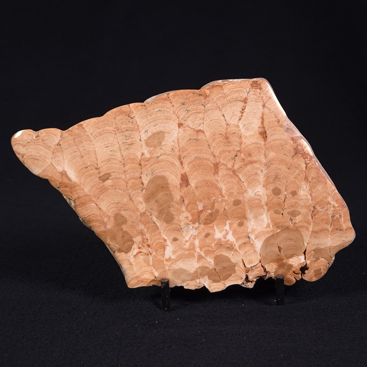 STROMATOPOROID, Devonian, Australia ZSB014 – Crystal World Exhibition ...