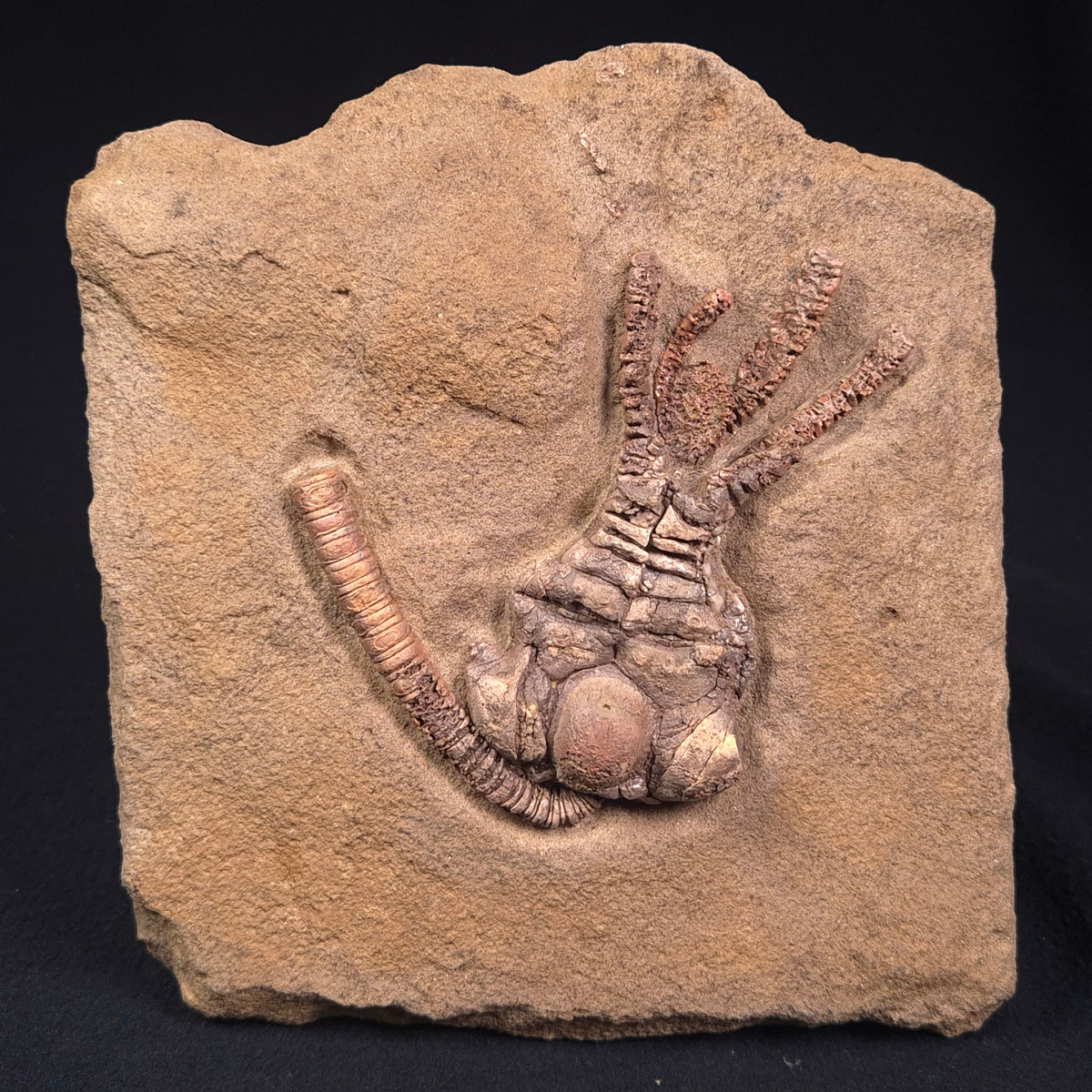 JIMBACRINUS BOSTOCKI CRINOID FOSSIL, Permian, Australia XJB026 ...