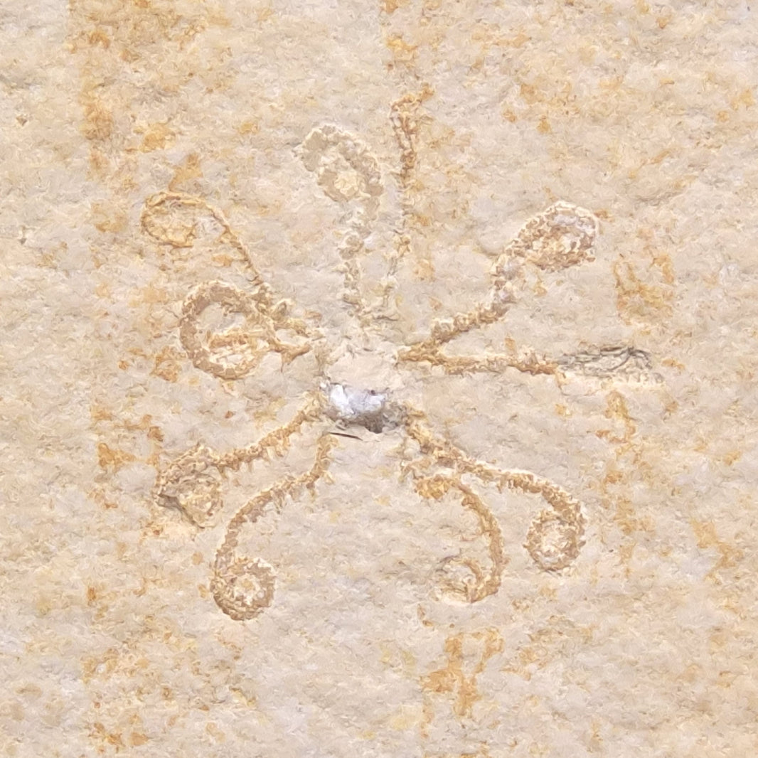 Crinoids – Crystal World Exhibition Centre and Sales