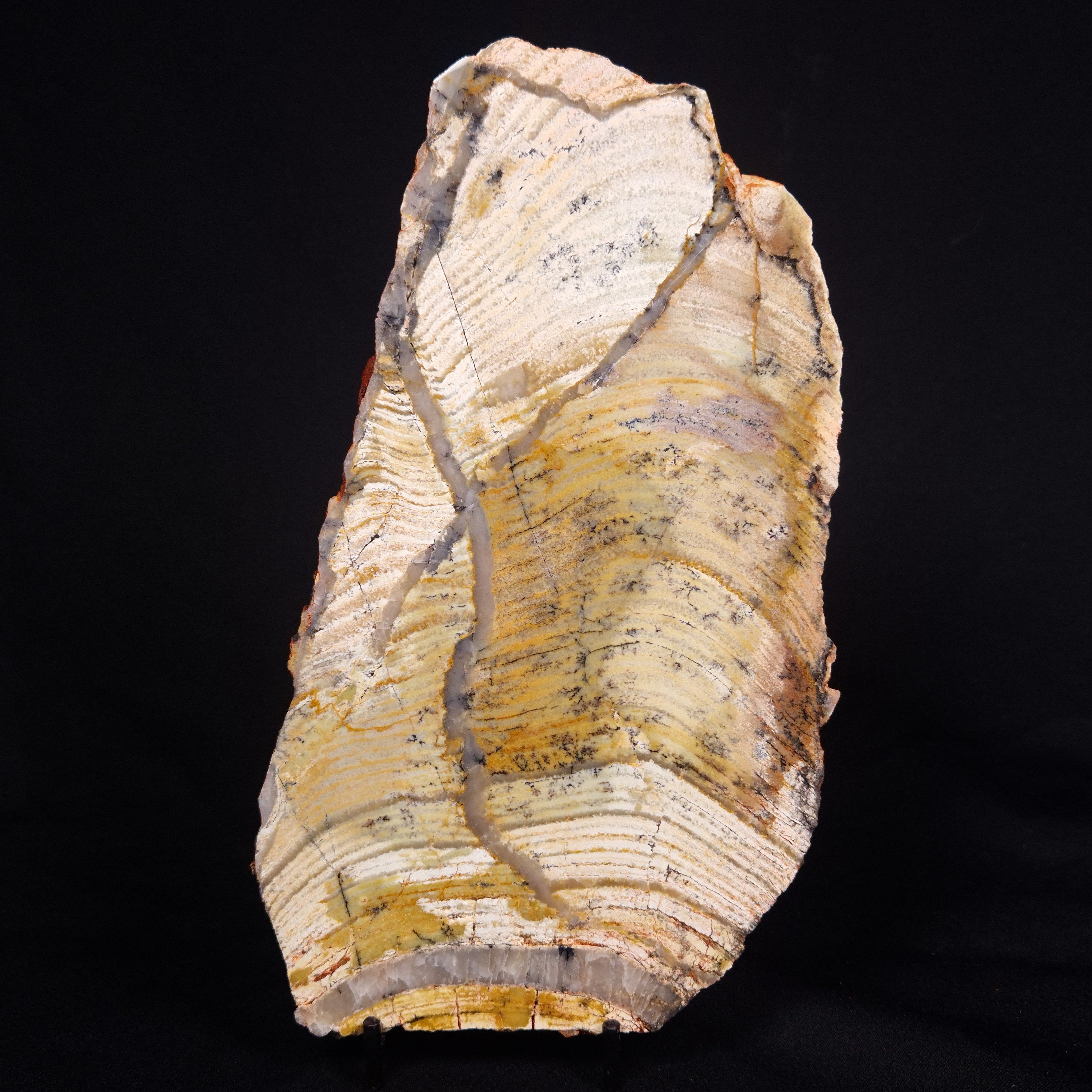 STROMATOLITE MICROBIAL MAT, Strelley Pool Formation, Archean, Australi ...