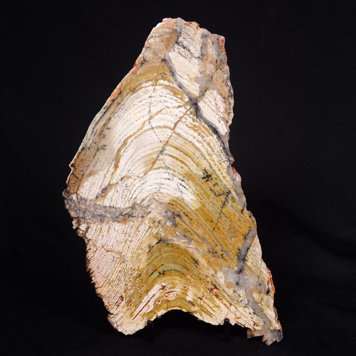 STROMATOLITE MICROBIAL MAT, Strelley Pool Formation, Archean, Australi ...