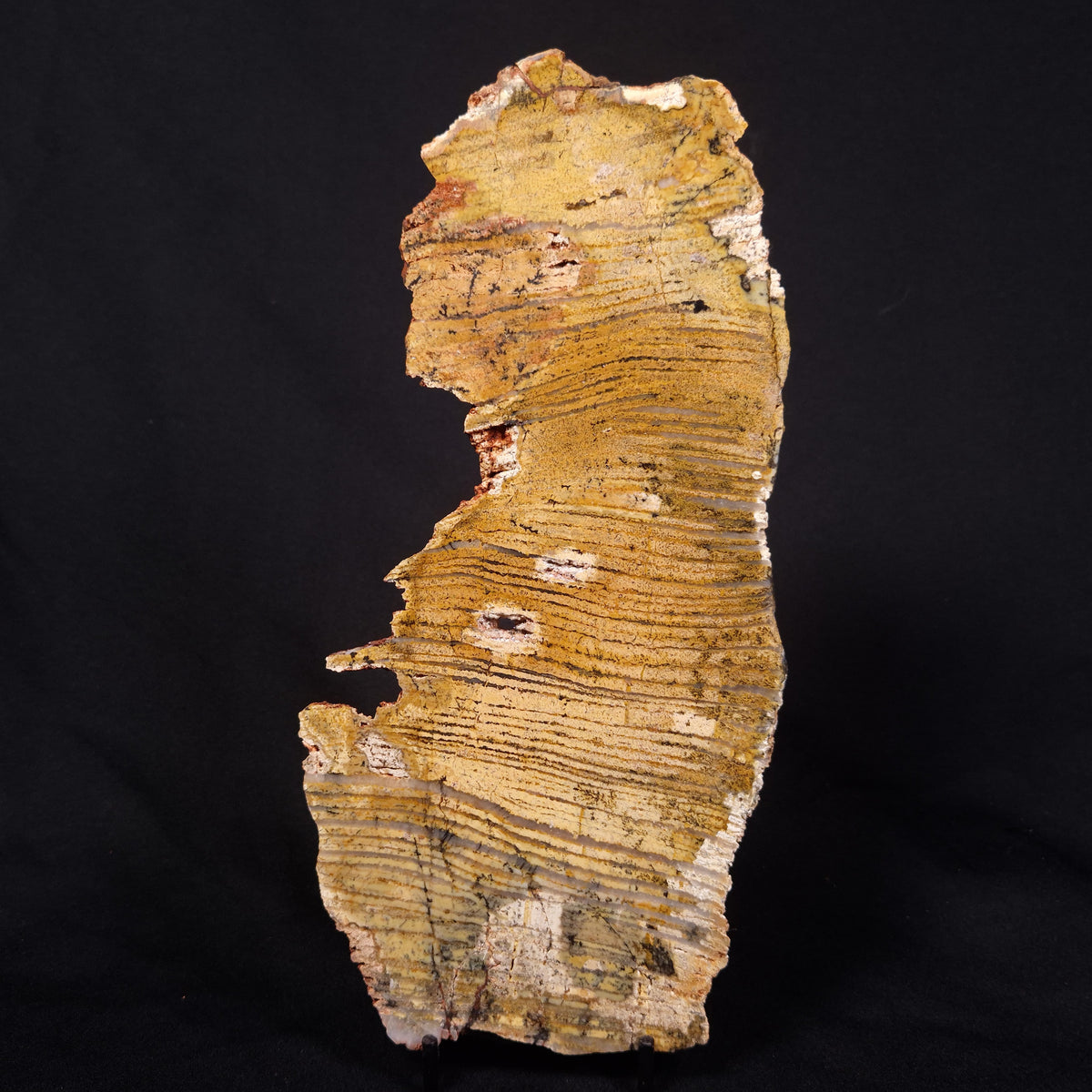 STROMATOLITE MICROBIAL MAT, Strelley Pool Formation, Archean, Australi ...