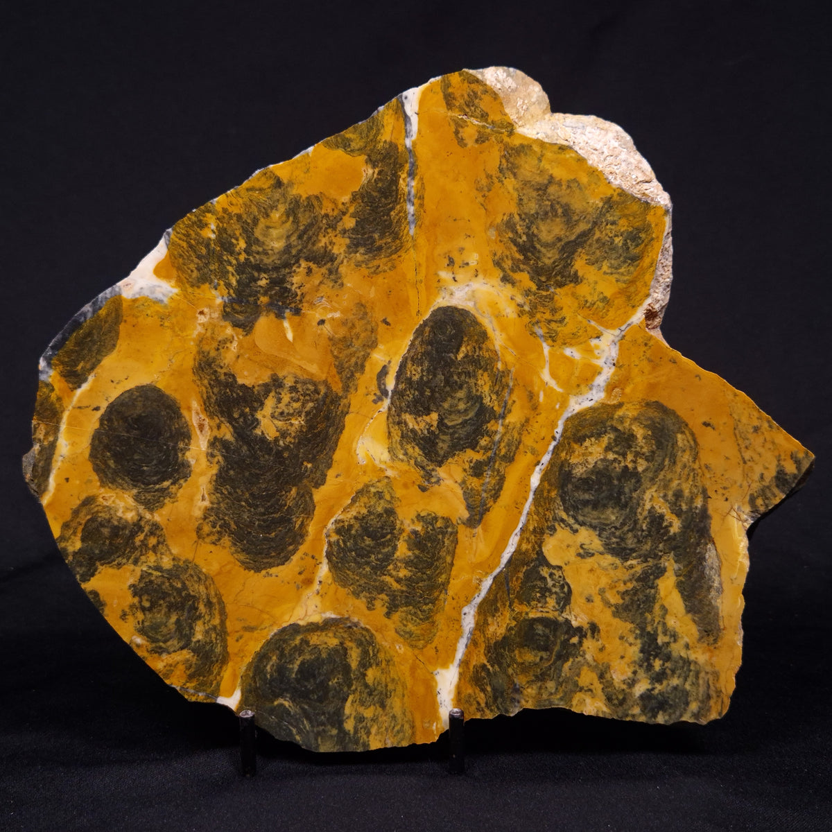 PILBARIA PERPLEXA STROMATOLITE, Australia ZPP022 – Crystal World ...