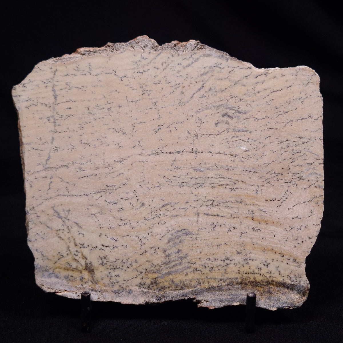 STROMATOLITE MICROBIAL MAT, Strelley Pool Formation, Archean, Australi ...