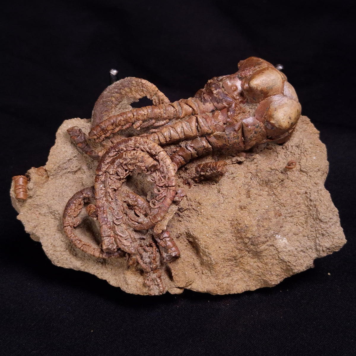 JIMBACRINUS BOSTOCKI CRINOID FOSSIL, Permian, Australia XJB042 ...