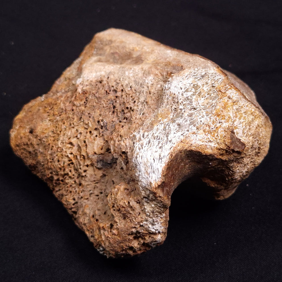 WOOLLY MAMMOTH BONE, Late Pleistocene, North Sea XMB008 – Crystal World ...