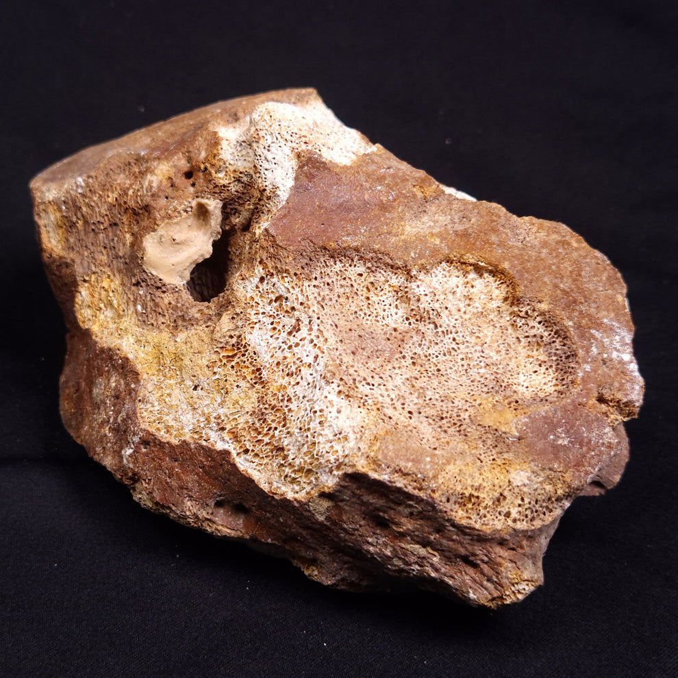 WOOLLY MAMMOTH BONE, Late Pleistocene, North Sea XMB011 – Crystal World ...