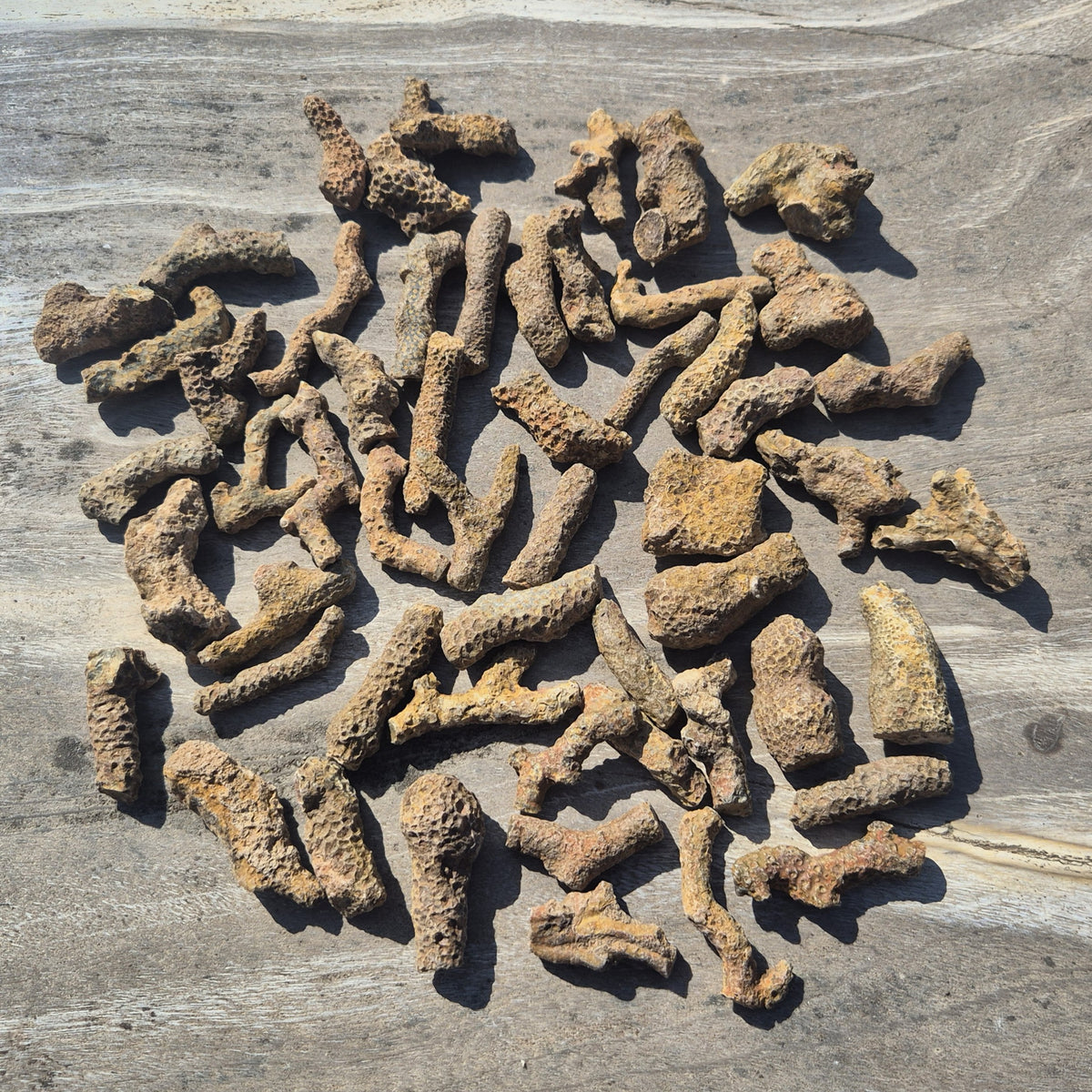 BRYOZOAN CORAL, Devonian, Morocco XRB013 – Crystal World Exhibition ...