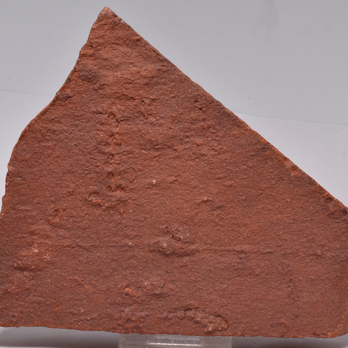 HORODYSKIA Mesoproterozoic 1.4 B.Y.O, AUSTRALIAN FOSSIL F19 – Crystal ...