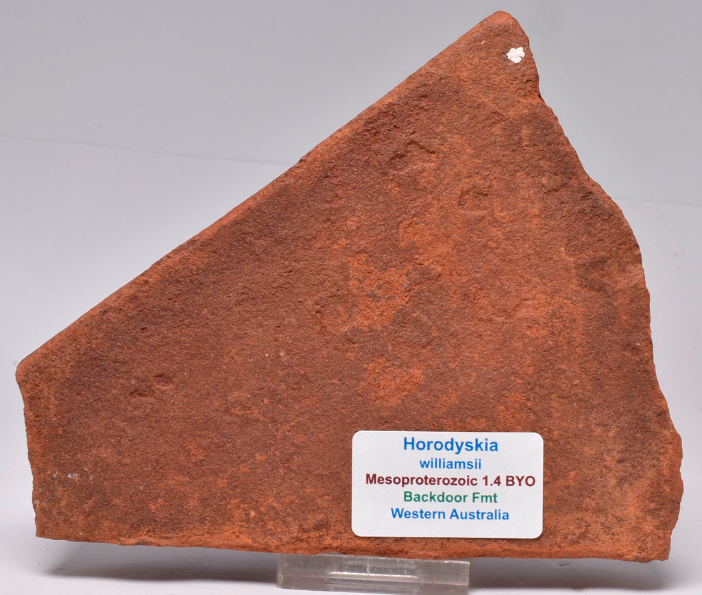 HORODYSKIA Mesoproterozoic 1.4 B.Y.O, AUSTRALIAN FOSSIL F19 – Crystal ...
