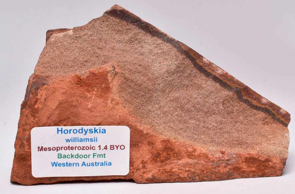 HORODYSKIA Mesoproterozoic 1.4 B.Y.O, AUSTRALIAN FOSSIL F32 – Crystal ...