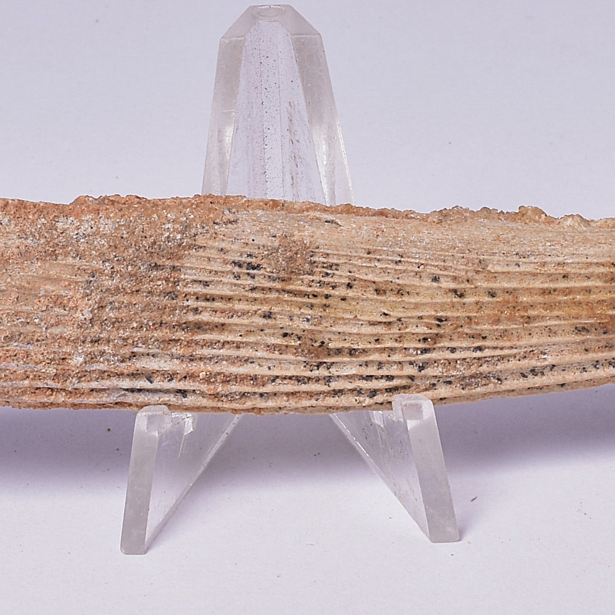 HYBODUS SHARK DORSAL SPINE FOSSIL, Late Cretaceous, Morocco F1549 ...