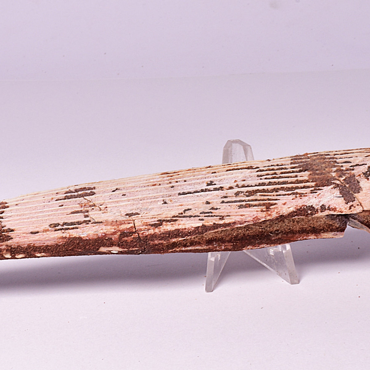 HYBODUS SHARK DORSAL SPINE FOSSIL, Late Cretaceous, Morocco F1514 ...