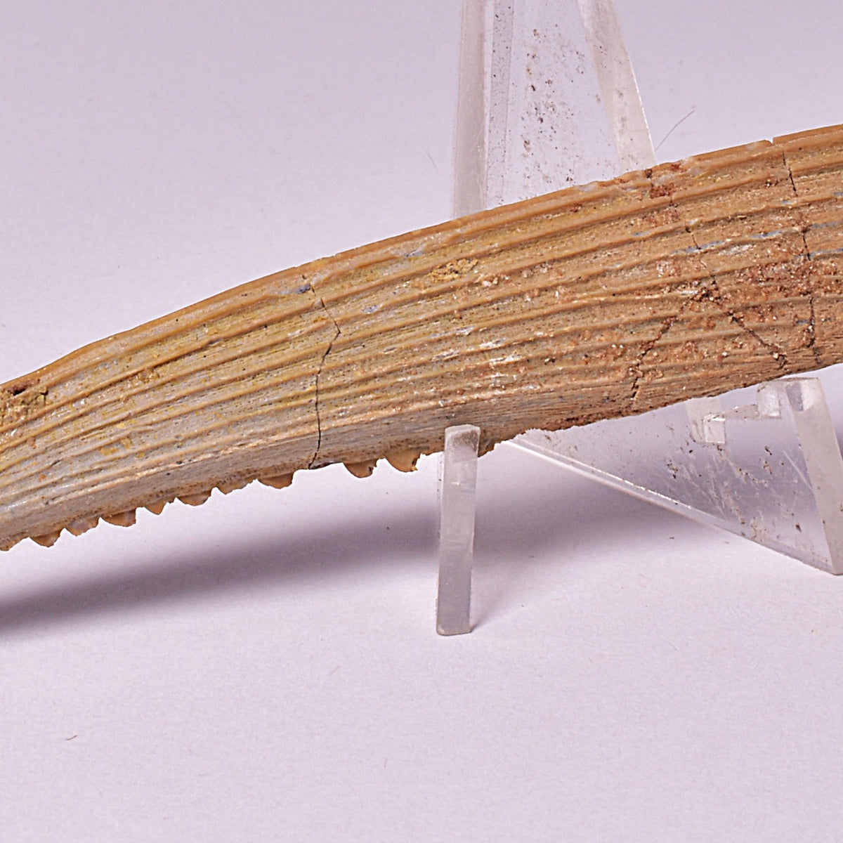 HYBODUS SHARK DORSAL SPINE FOSSIL, Late Cretaceous, Morocco F1516 ...