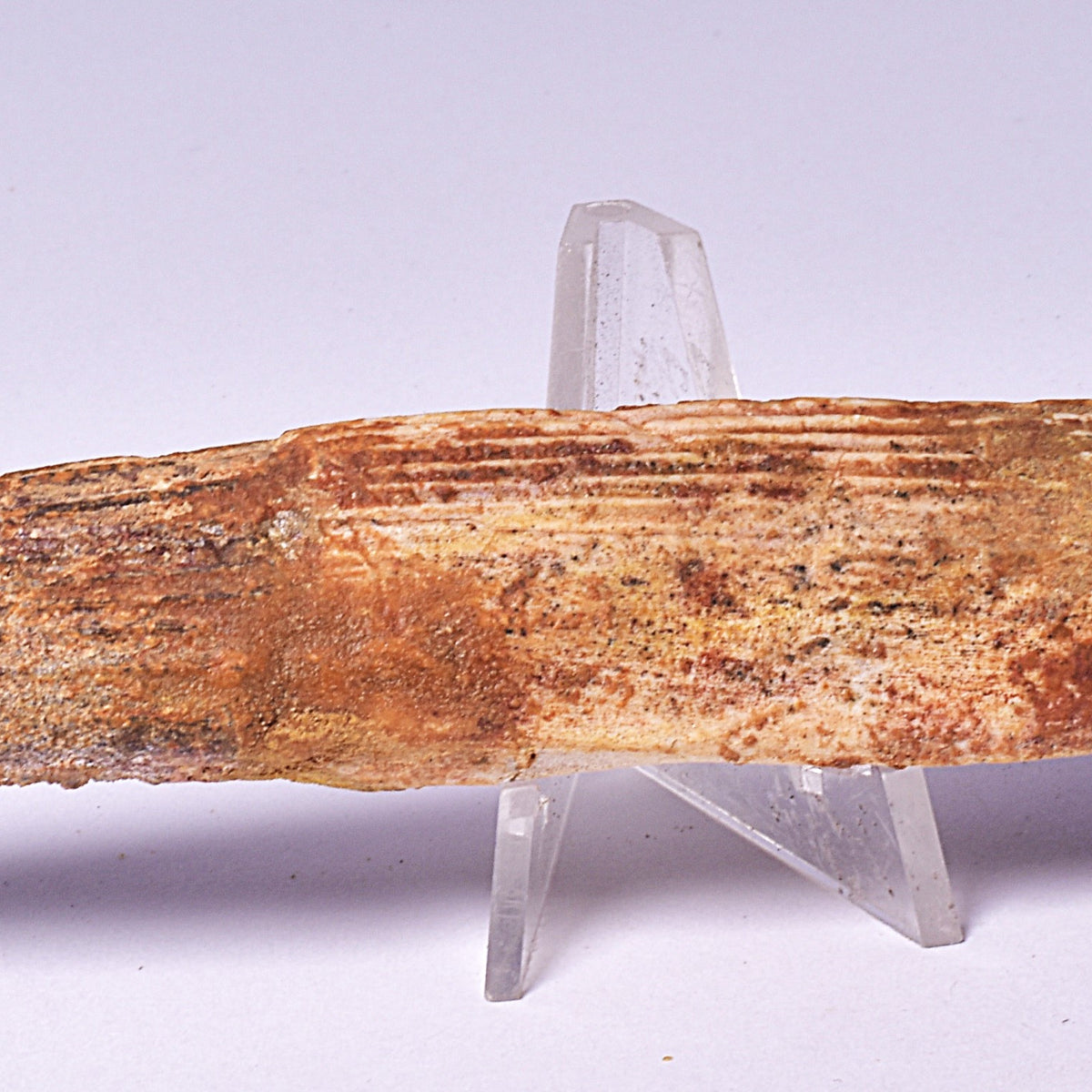 HYBODUS SHARK DORSAL SPINE FOSSIL, Late Cretaceous, Morocco F1517 ...