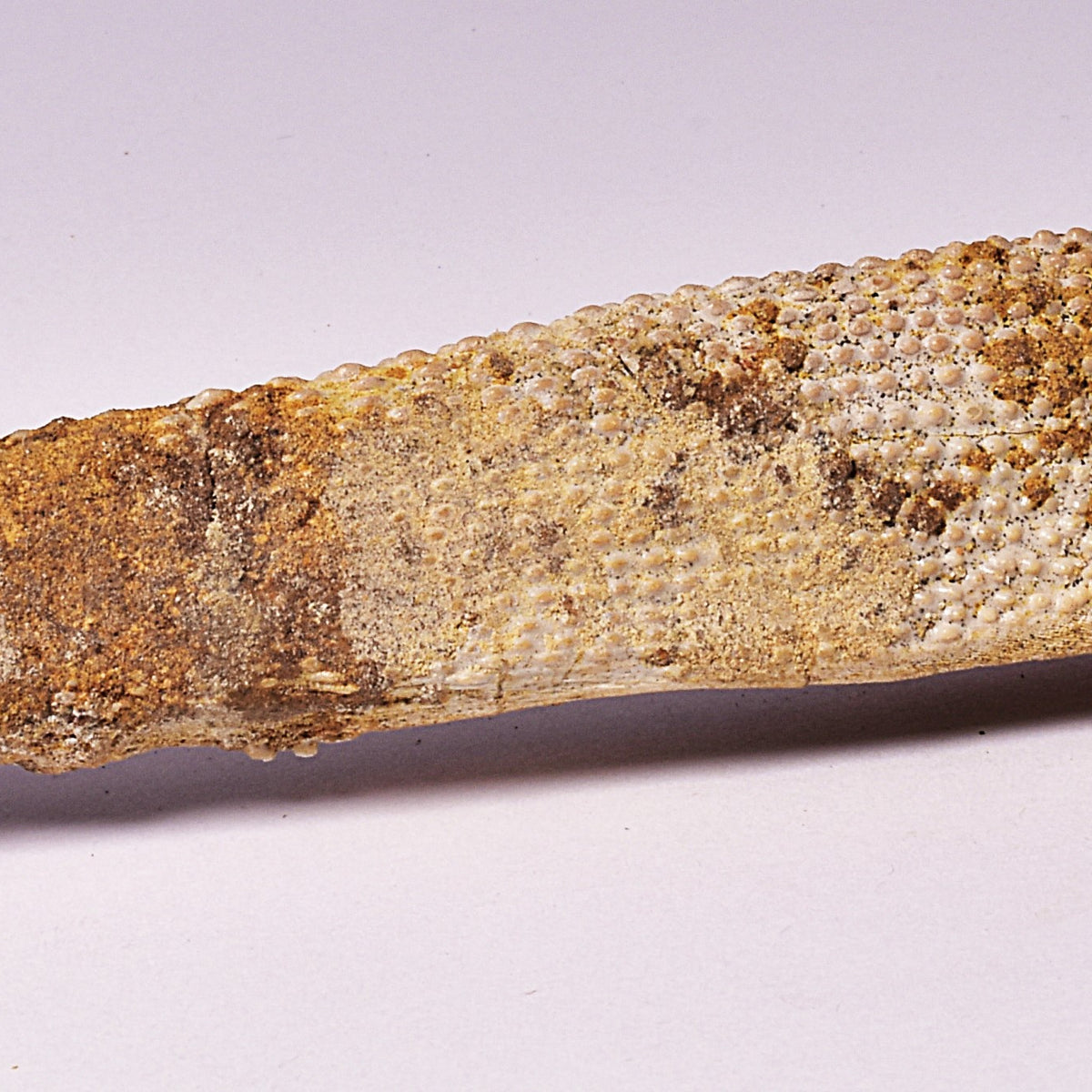 HYBODUS SHARK DORSAL SPINE FOSSIL, Late Cretaceous, Morocco F1518 ...