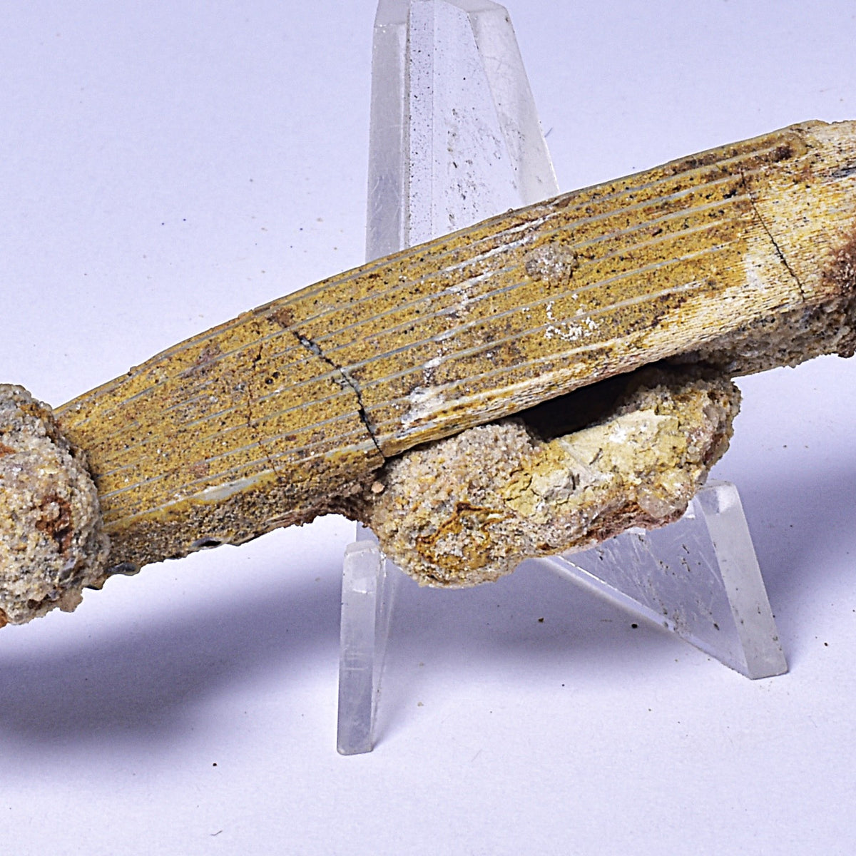 HYBODUS SHARK DORSAL SPINE FOSSIL, Late Cretaceous, Morocco F1519 ...