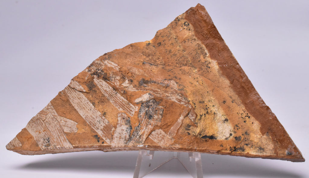 FOSSIL AGATHIS JURASSICA F637 – Crystal World Exhibition Centre and Sales