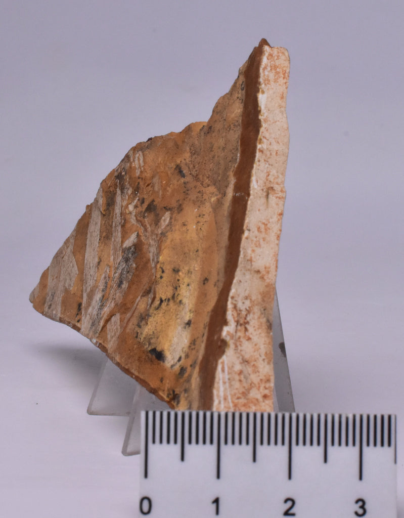 FOSSIL AGATHIS JURASSICA F637 – Crystal World Exhibition Centre and Sales