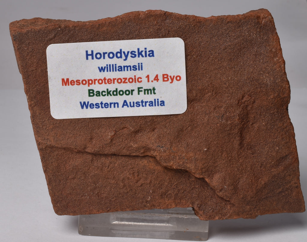 HORODYSKIA Mesoproterozoic 1.4 B.Y.O, AUSTRALIAN FOSSIL F645 – Crystal ...
