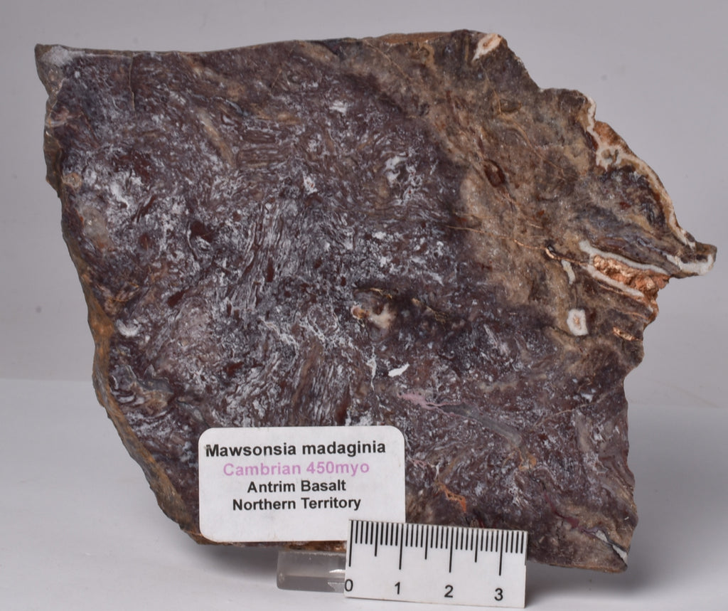 MAWSONIA MADAGINIA SLICE, STROMATOLITE, CAMBRIAN, AUSTRALIA S704 – Crystal World Exhibition ...