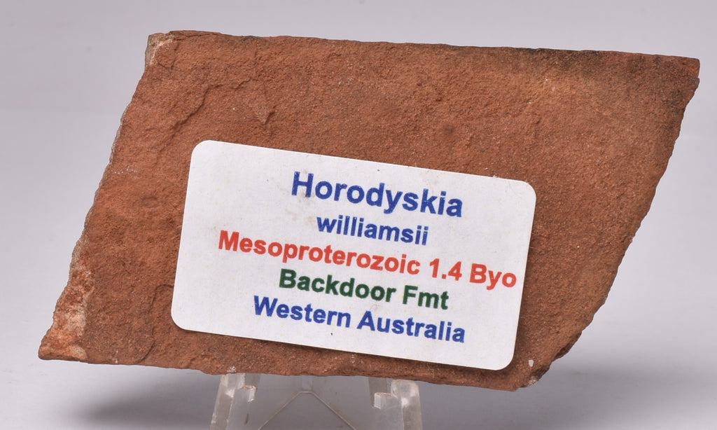 HORODYSKIA Mesoproterozoic 1.4 B.Y.O, AUSTRALIAN FOSSIL F291 – Crystal ...