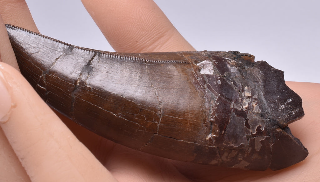 SERRATED TYRANNOSAURUS (T- REX) DINOSAUR TOOTH – Crystal World ...