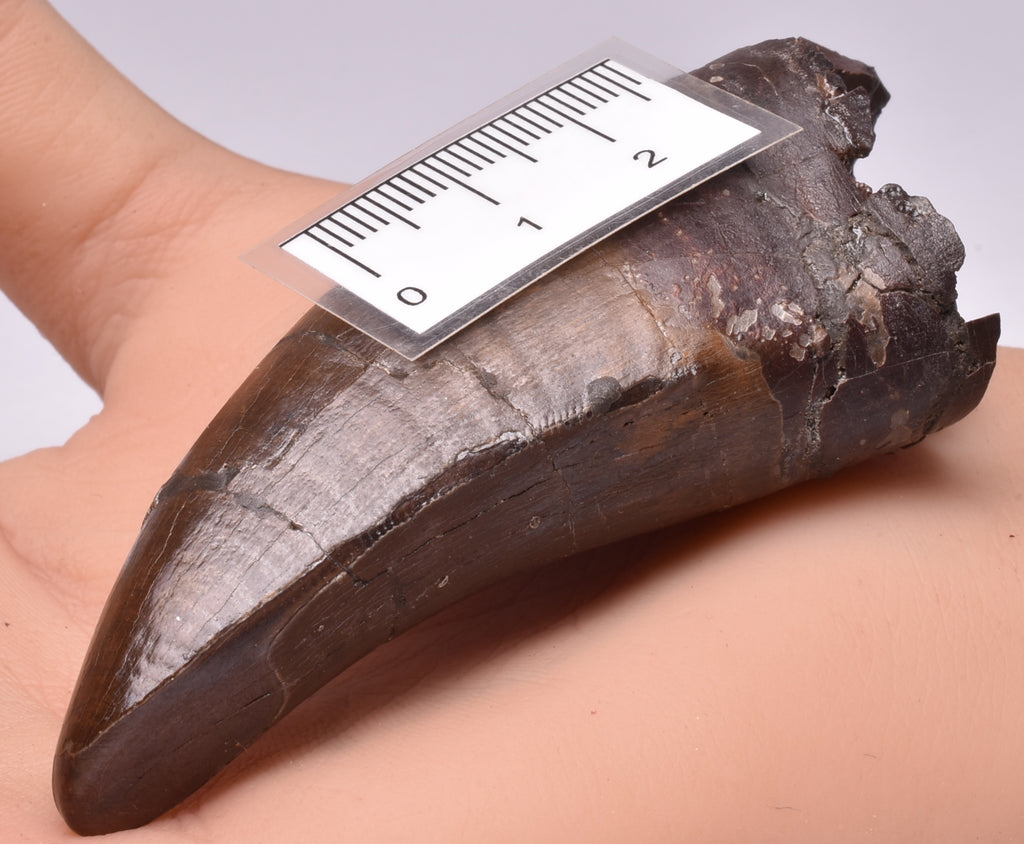 SERRATED TYRANNOSAURUS (T- REX) DINOSAUR TOOTH – Crystal World ...