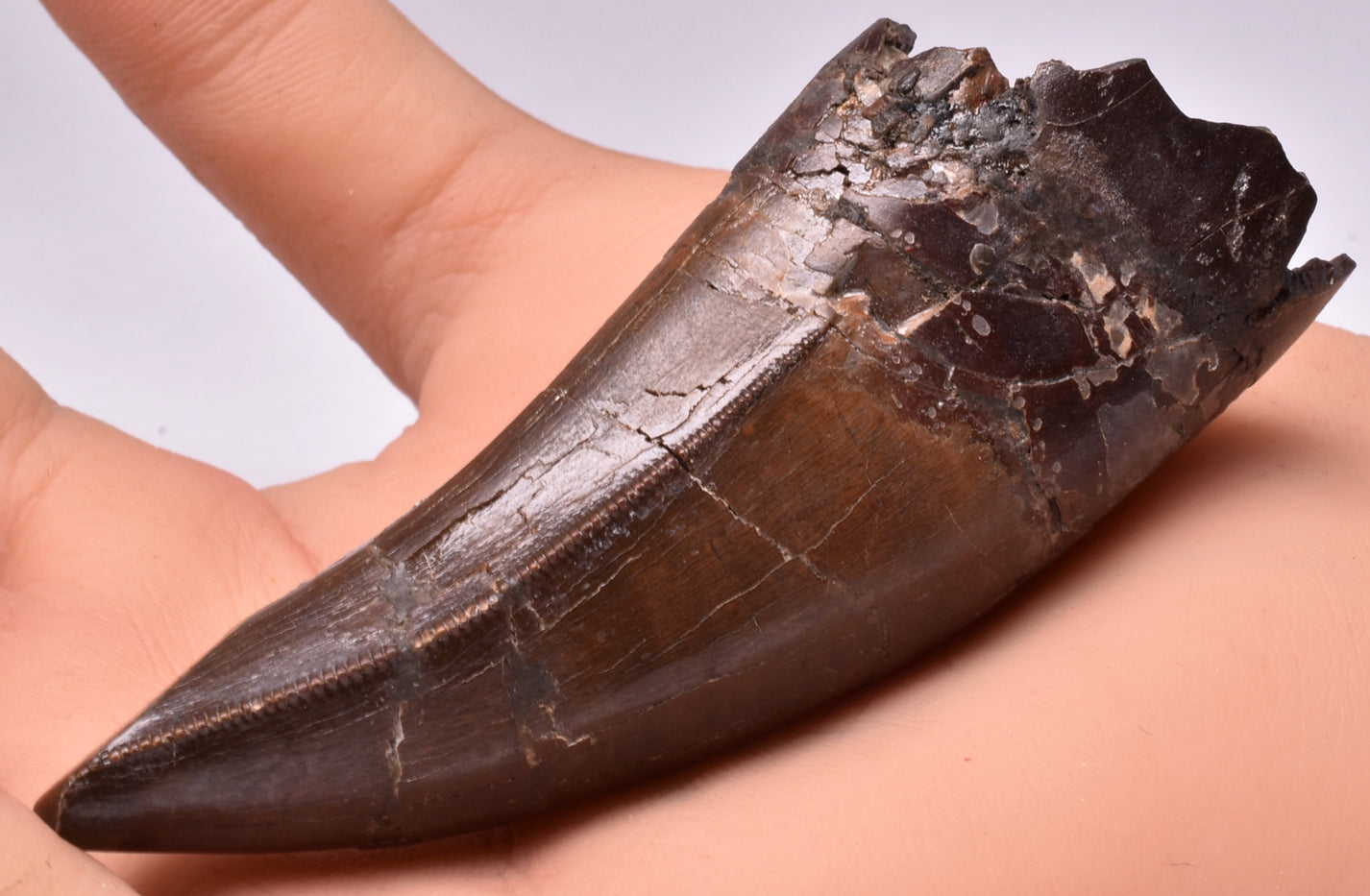 SERRATED TYRANNOSAURUS (T- REX) DINOSAUR TOOTH – Crystal World ...