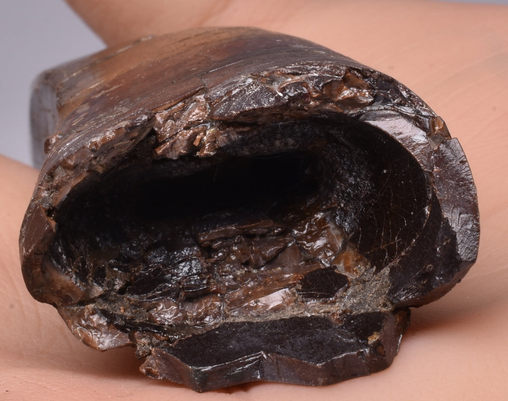 SERRATED TYRANNOSAURUS (T- REX) DINOSAUR TOOTH – Crystal World ...