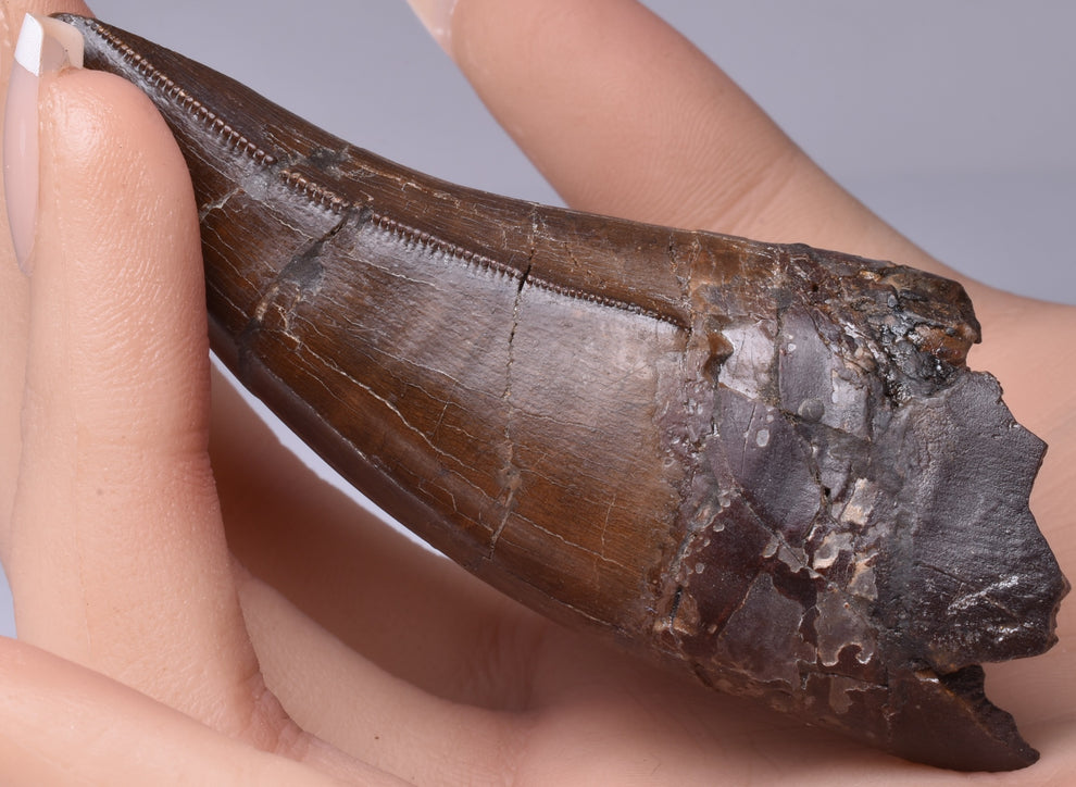 SERRATED TYRANNOSAURUS (T- REX) DINOSAUR TOOTH – Crystal World ...