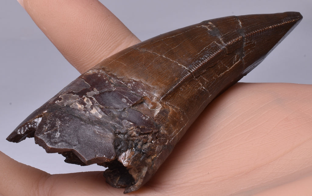 SERRATED TYRANNOSAURUS (T- REX) DINOSAUR TOOTH – Crystal World ...