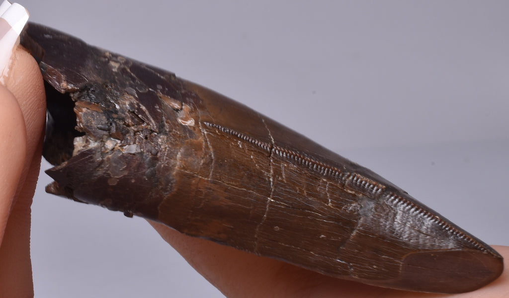 SERRATED TYRANNOSAURUS (T- REX) DINOSAUR TOOTH – Crystal World ...