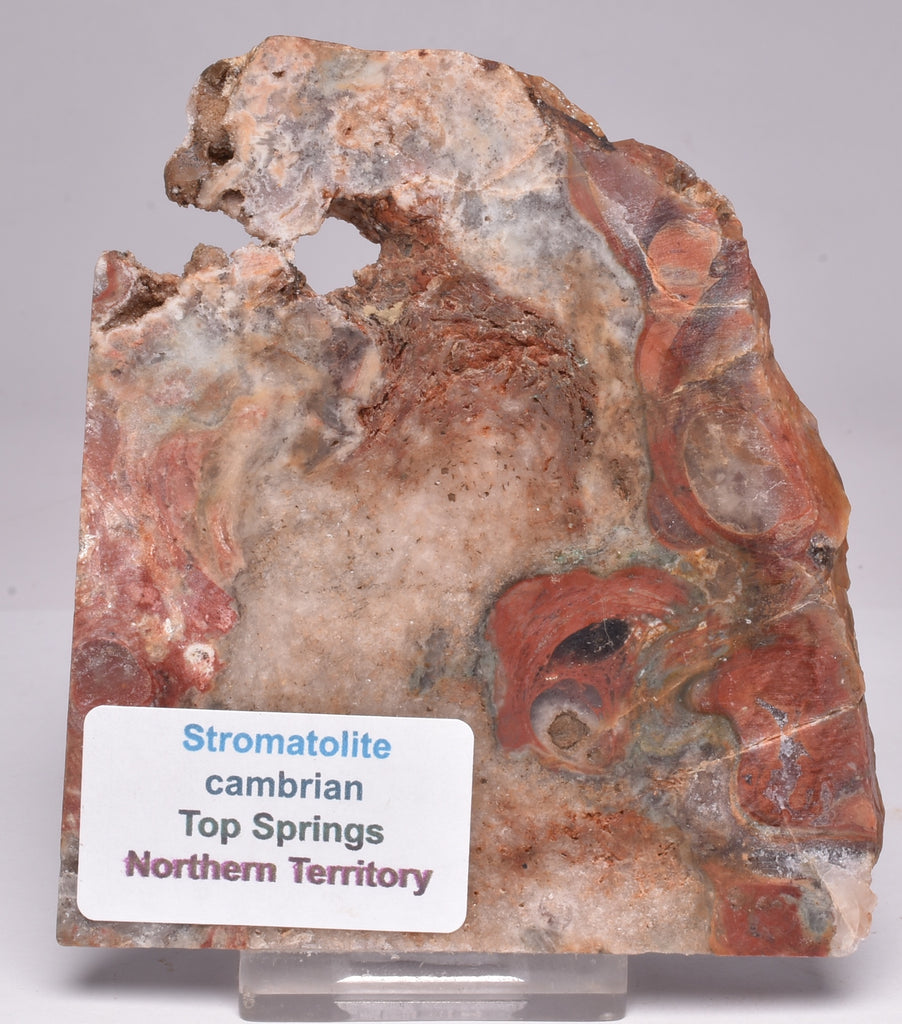STROMATOLITE,MICROBIALITE,MIDDLE PROTERZOIC, FOSSIL 1.4BYO,W.A ...