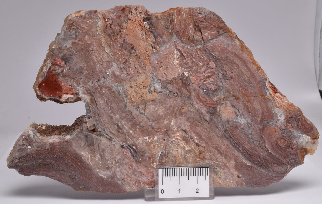 STROMATOLITE,MICROBIALITE,MIDDLE PROTERZOIC, FOSSIL 1.4BYO,W.A ...