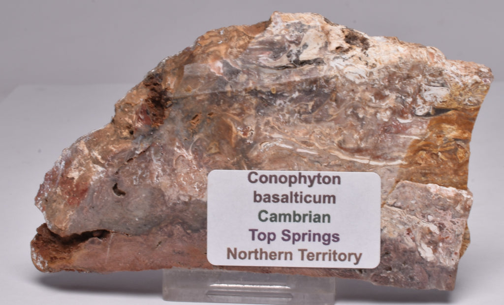 STROMATOLITE,MICROBIALITE,MIDDLE PROTERZOIC, FOSSIL 1.4BYO,W.A ...