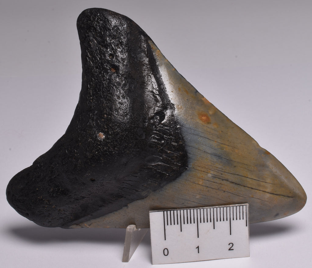 CAECHARODON MEGALODON SHARK TOOTH 78 grams F299 – Crystal World ...
