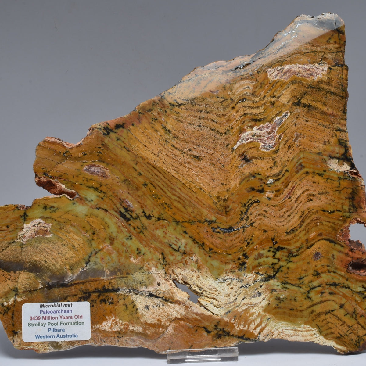 MICROBIAL MAT, Stromatolite STRELLEY POOL SLICE, S1237 – Crystal World ...