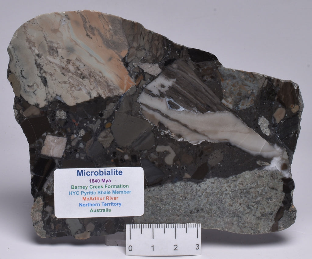 MICROBIALITE, STROMATOLITE, 1640 mya BARNEY CREEK FORMATION, McARTHUR ...