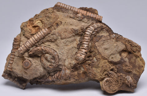Crinoids – Crystal World Exhibition Centre
