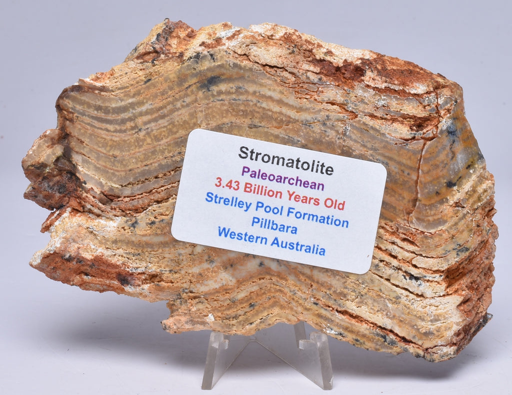Stromatolite STRELLEY POOL SLICE, 3.4byo, Australia S58 – Crystal World ...