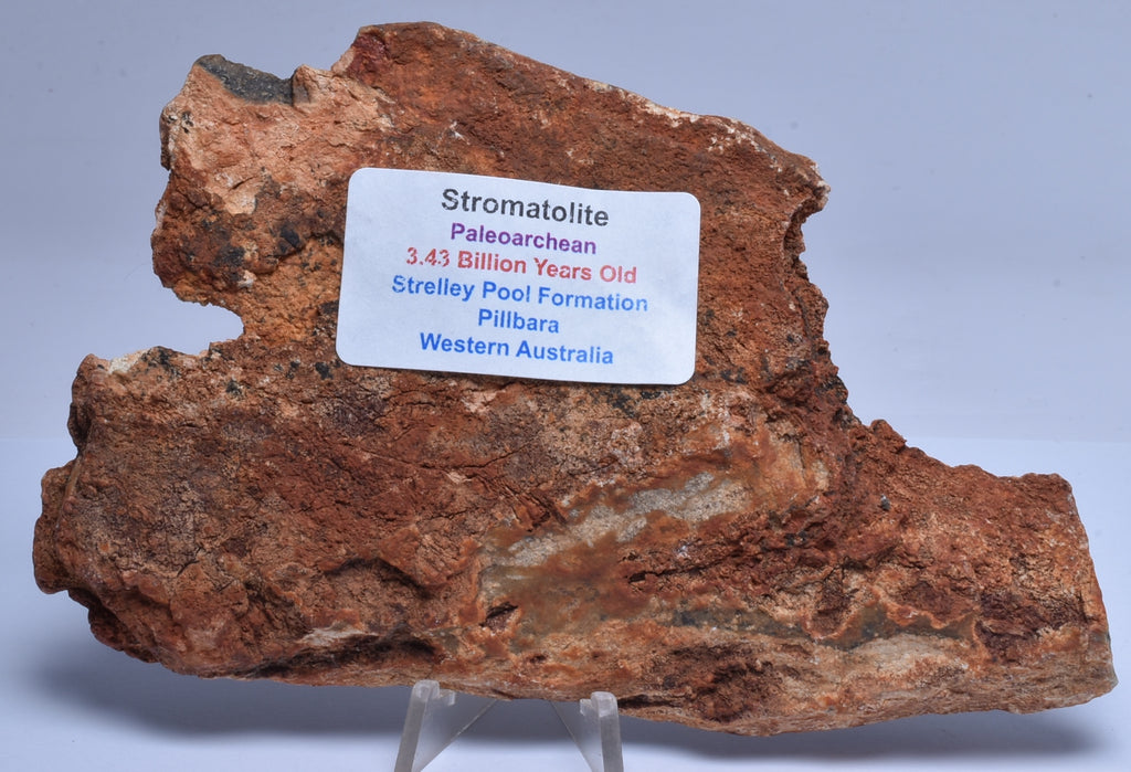 MICROBIAL MAT, Stromatolite Fossil STRELLEY POOL SLICE, S30 – Crystal ...