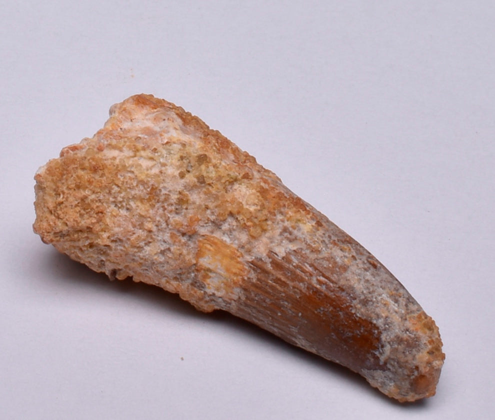 SPINOSAURUS AFRICANUS DINOSAUR TOOTH FOSSIL F26 – Crystal World ...