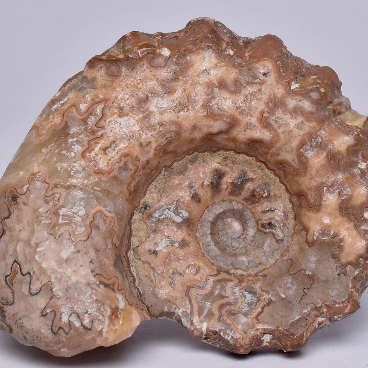 AMMONITE, Tropaeum jackii, WALSH RIVER, AUSTRALIA F226 – Crystal World ...