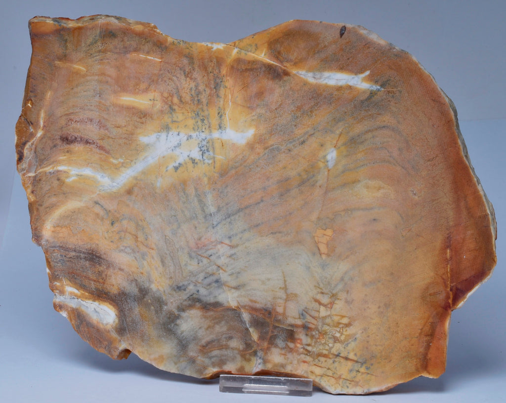 STROMATOLITE, MICROBIALITE, MIDDLE PROTEROZOIC,NOONDINE CHERT ...