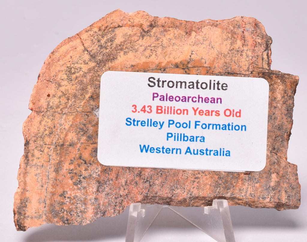 MICROBIAL MAT, Stromatolite STRELLEY POOL SLICE, S1315 – Crystal World ...